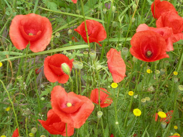 LAS AFOTOS DE GROUCHOMANIACO - NADA MAS QUE AFOTOS -: ...mariposa de ...