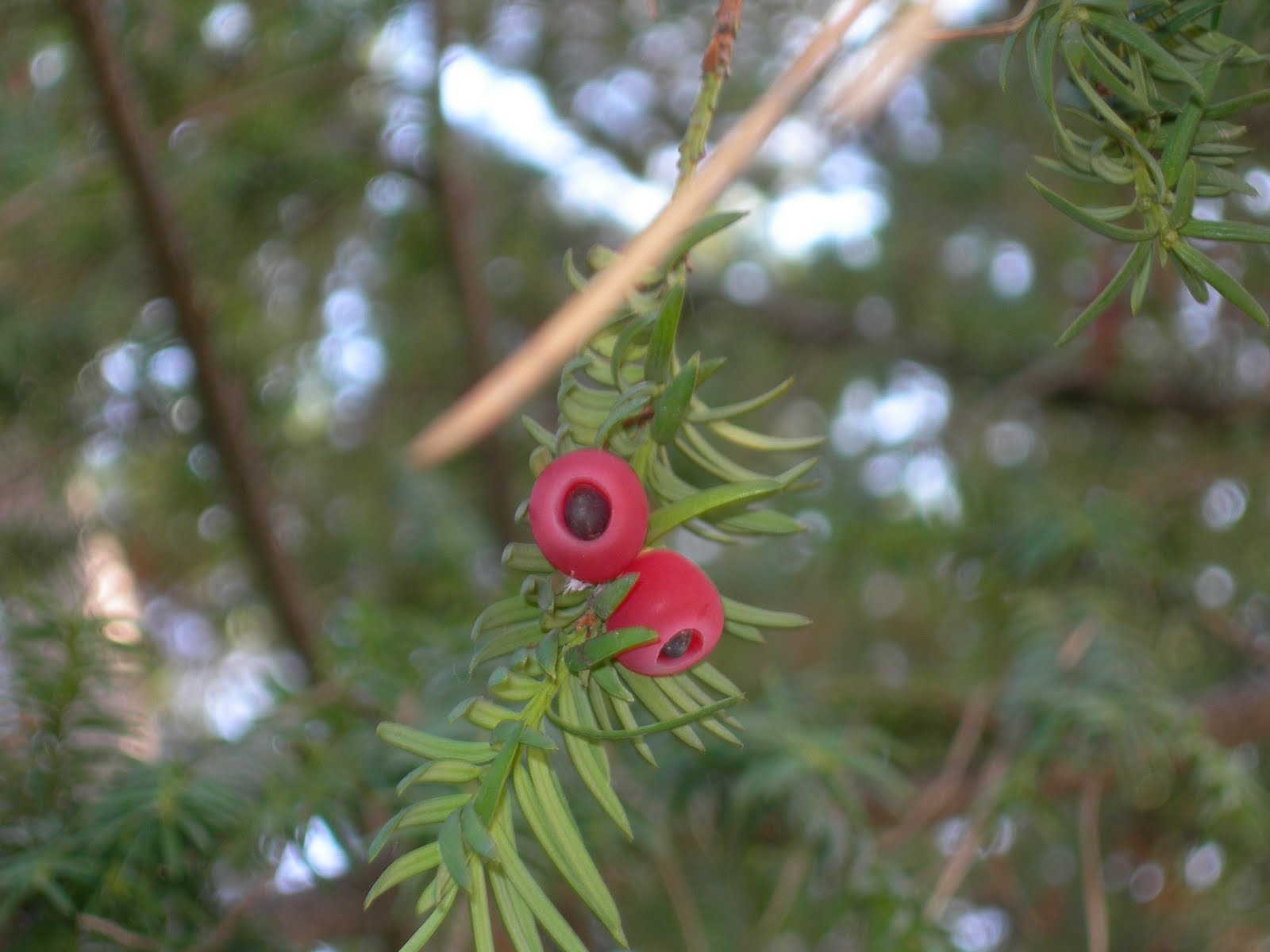 El Blog de "Grouchomaniaco": El tejo común (Taxus baccata)
