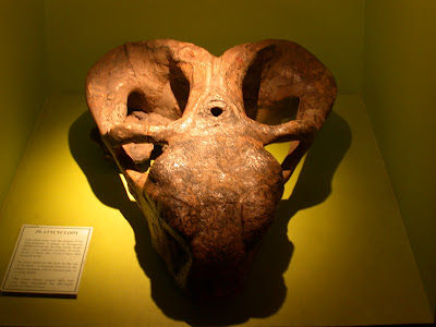 Dracovenator: The giant pineal 'eye' of Platycyclops