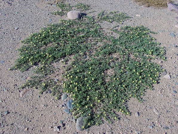 Tribulus terrestris L . - Puncture Vine | All about plant