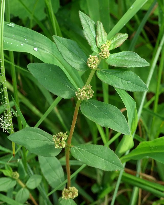Euphorbia hirta L . | All about plant