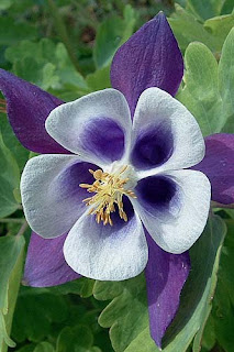 Colorado State Flower | All about plant
