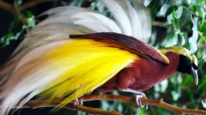 KEAJAIBAN DUNIA DI KEPULAUAN ARU: Introduce to Aru Islands