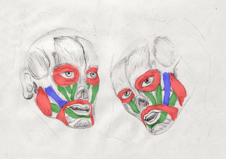 Kungfoowiz: Face Muscles Study