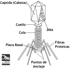 microbiología: VIRUS