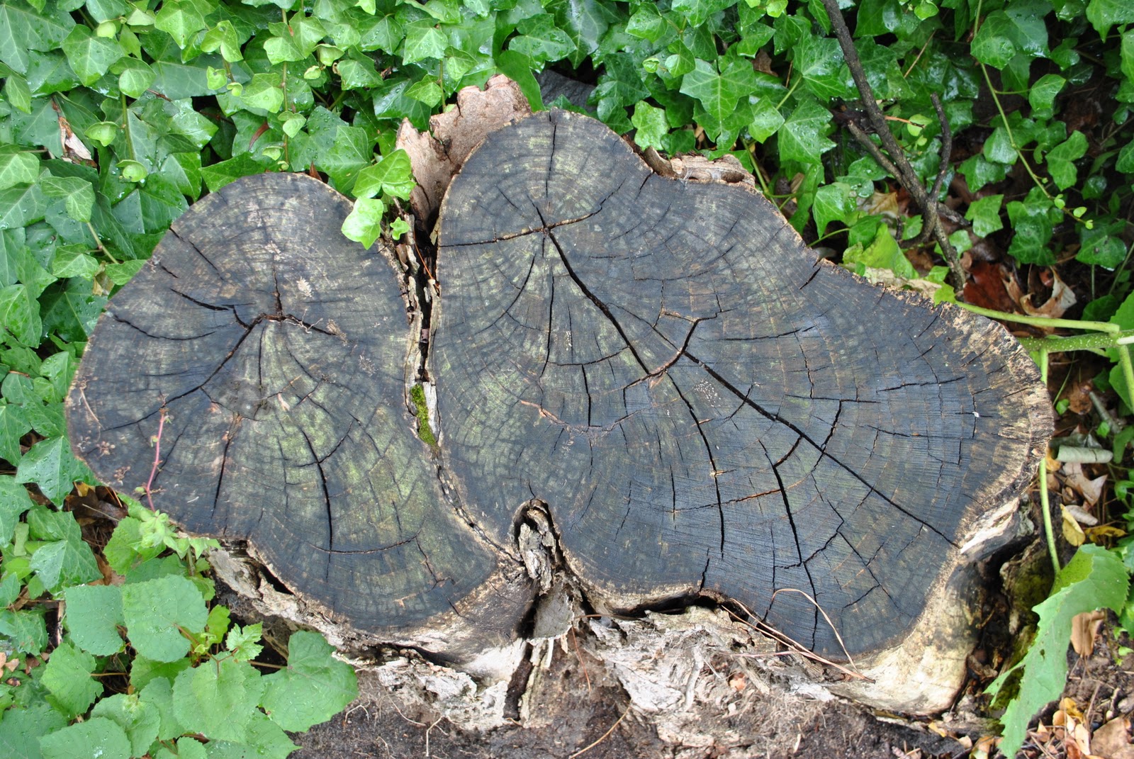 FREE TEXTURE SITE: Free Tree Stump Texture