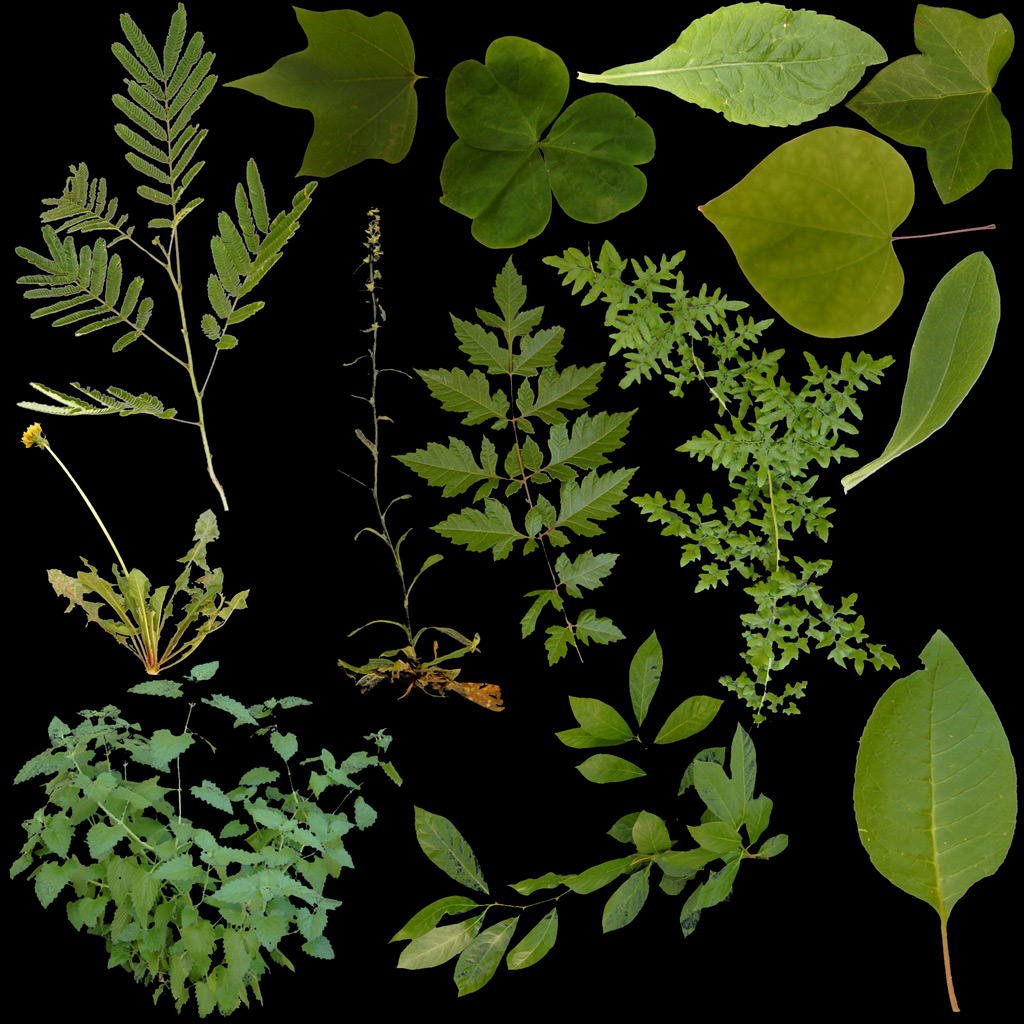 FREE TEXTURE SITE: Free Leaves Texture