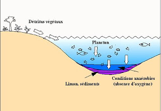 ENERGY: PETROLE