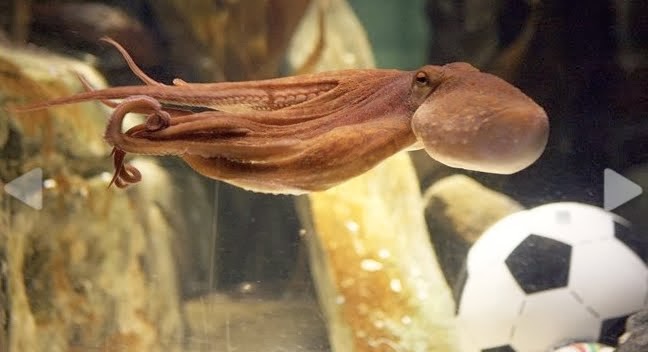 laugh often: 看球雜記 final