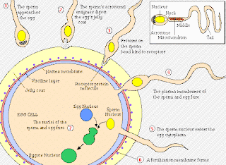 Motherhood is an Honor, Wanna Be?: Introduction: Human Fertilization