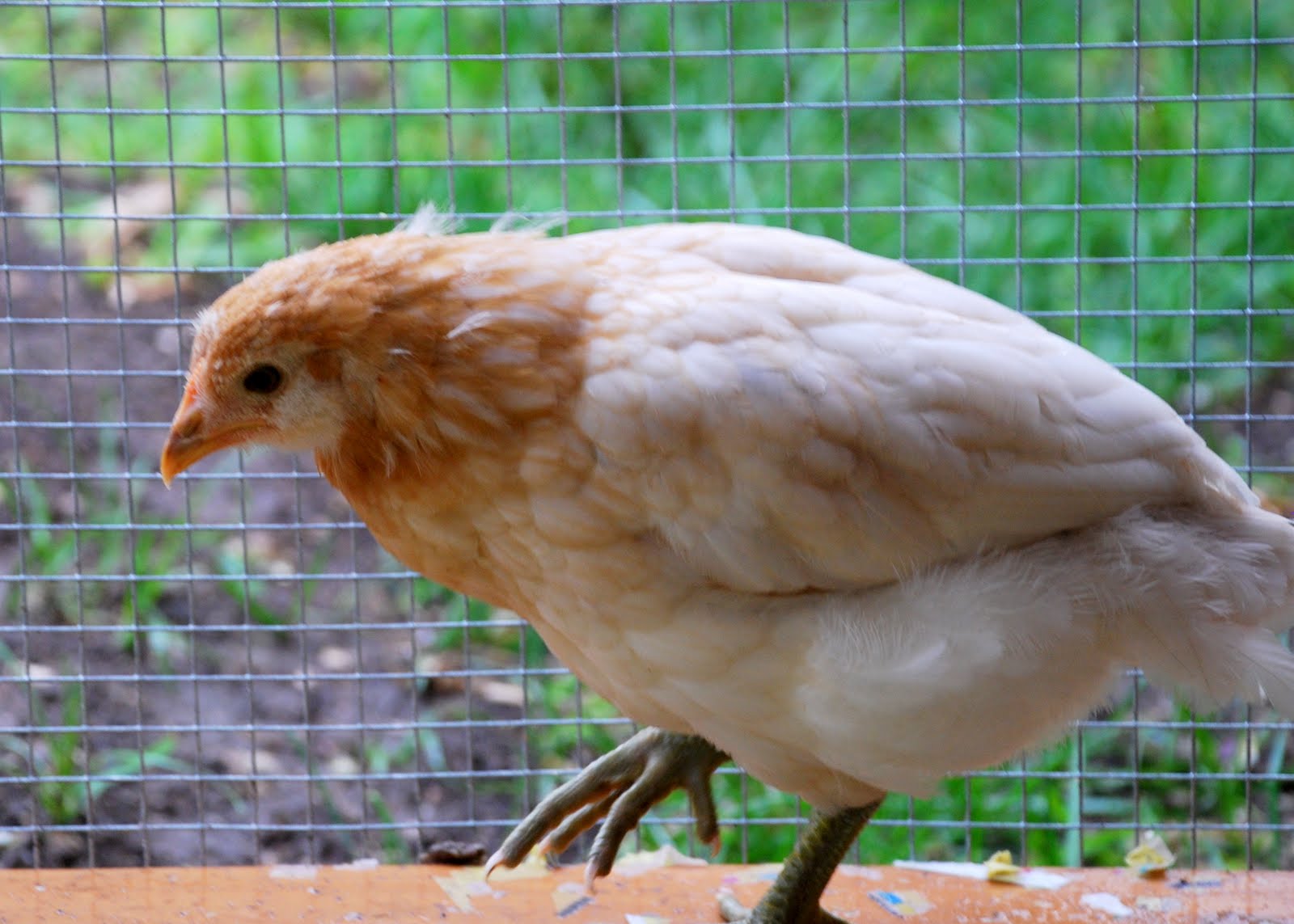 Hill Country Backyard Homestead: Teenage chickens and veggies galore!