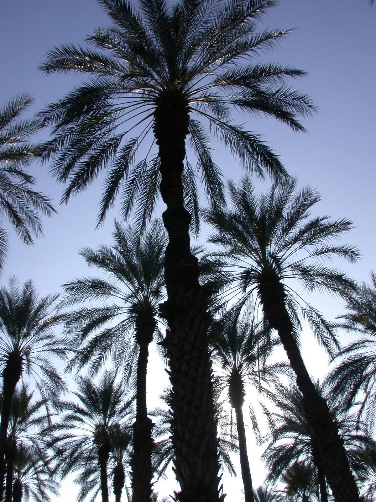 Arabian Folktale: The Wonder Tree: The Wonder Tree