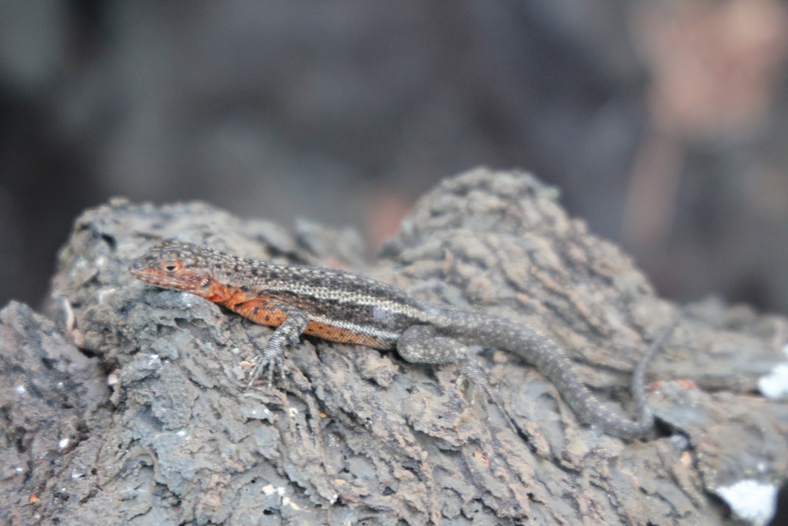 Frequent Flyers: The glamorous lava lizards