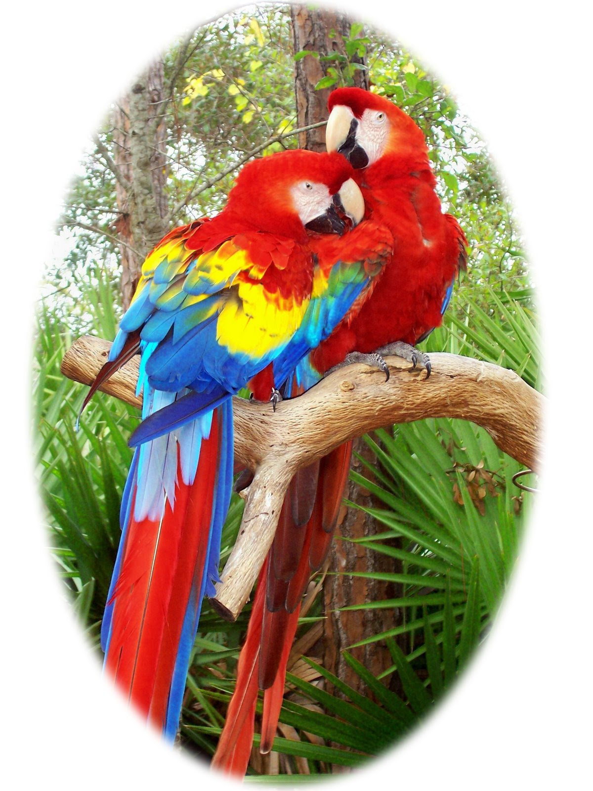 wild life: Macaw Parrots