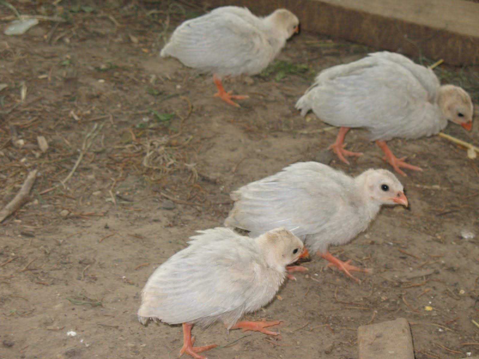 Razzberry Corner: Guinea Keet Update Day 17