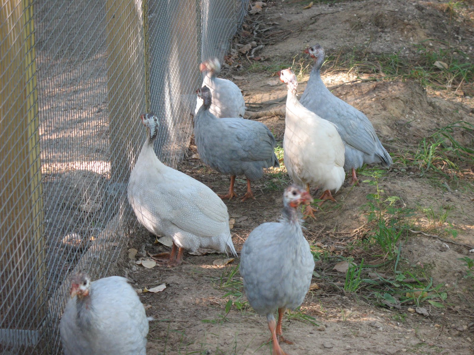 Razzberry Corner: Wild Turkeys and Guineas