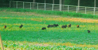 Burke's Garden: Bunch of Pigs