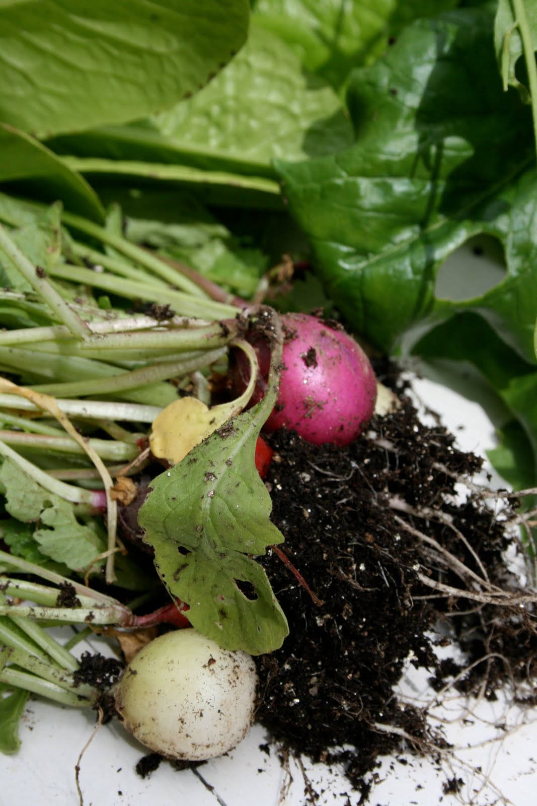 The Polished Pebble: Organic Vegetable Garden: Ojai