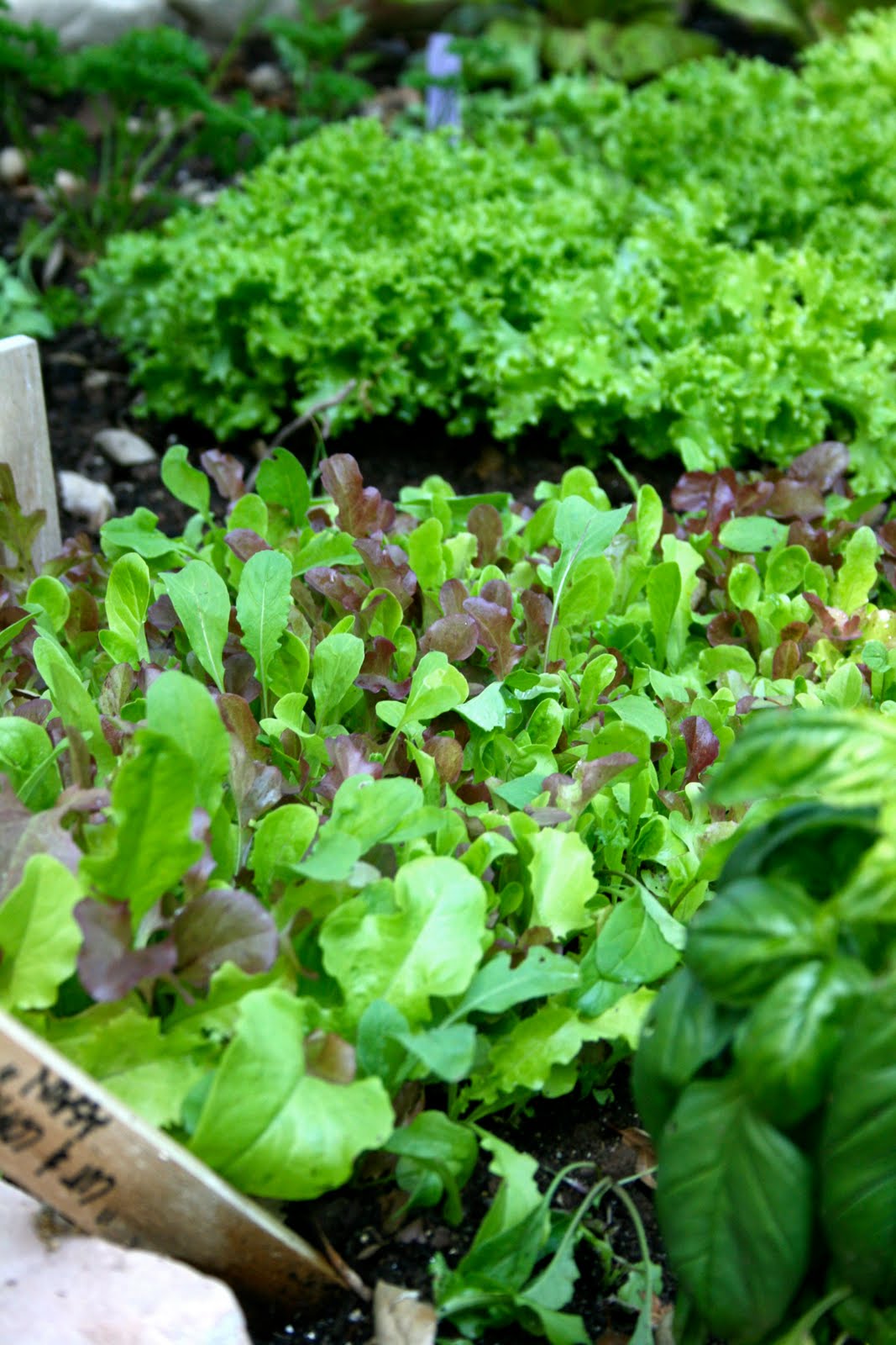 The Polished Pebble: Organic Vegetable Garden: Ojai