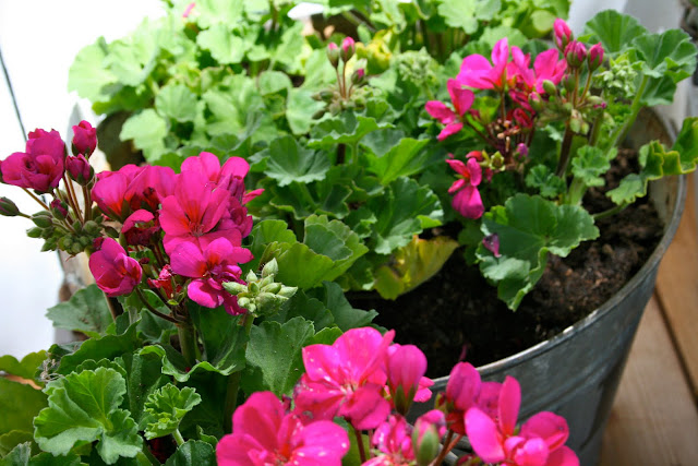 The Polished Pebble: The Tale of the Five Buckets