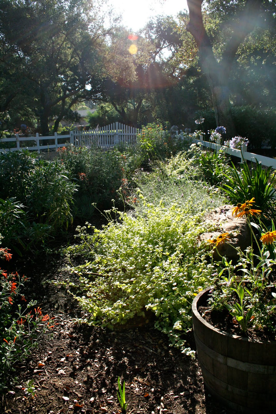 The Polished Pebble: Garden Update: Sunday morning walk with Millie