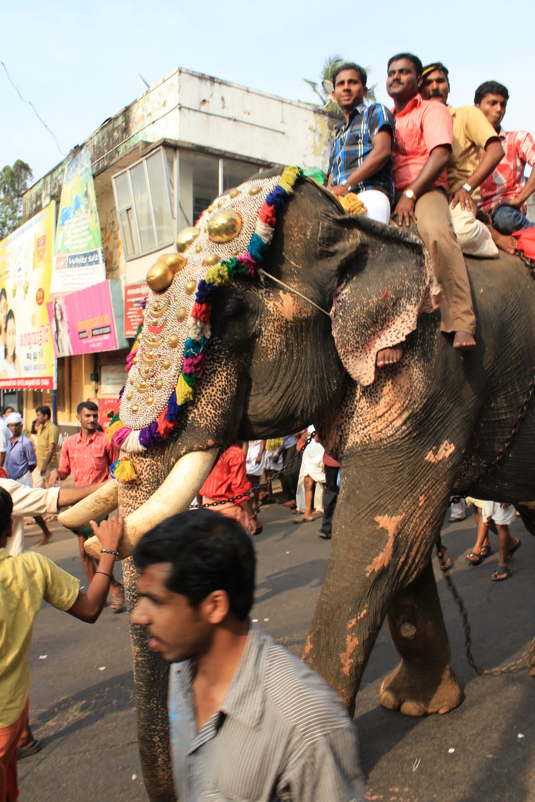 Indian Dispatches: Elephants On Parade