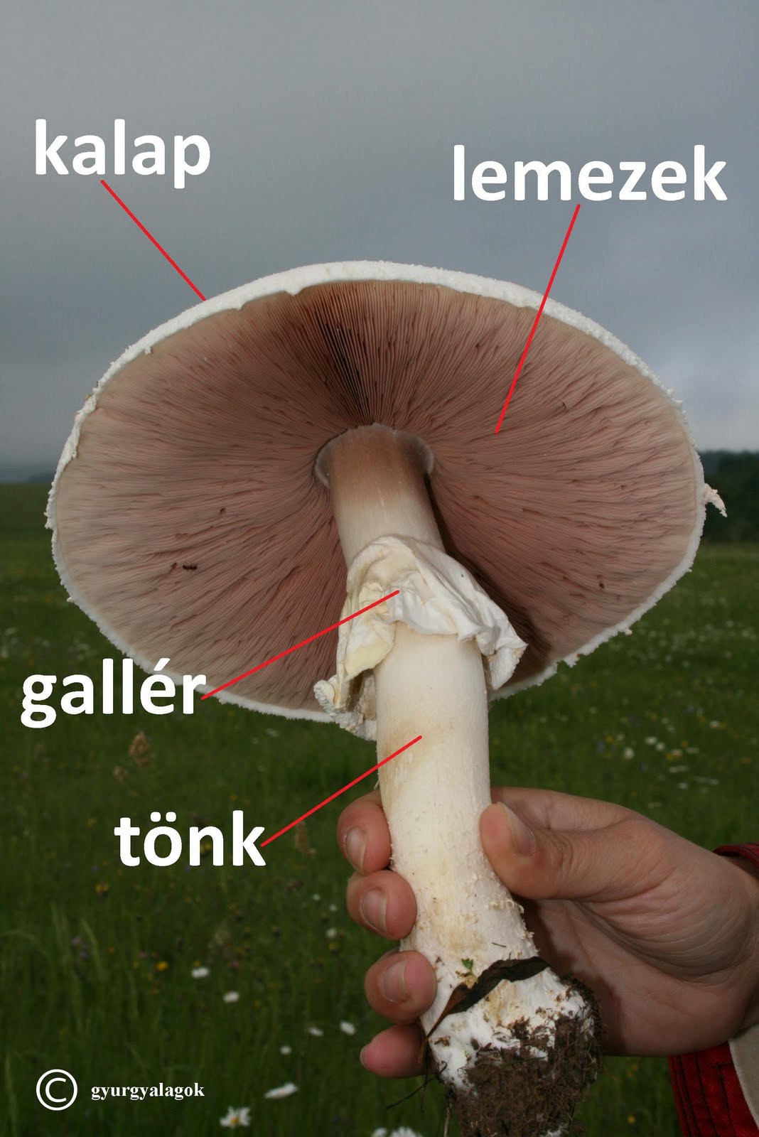 Ilyen a természetünk: Le a kalappal