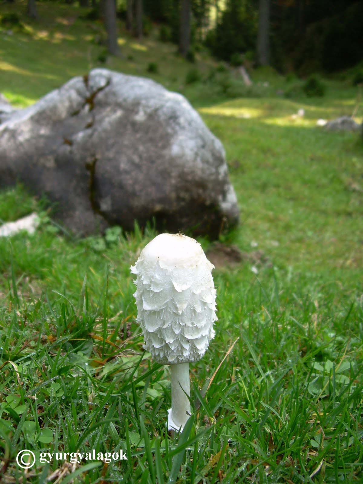 Ilyen a természetünk: Le a kalappal