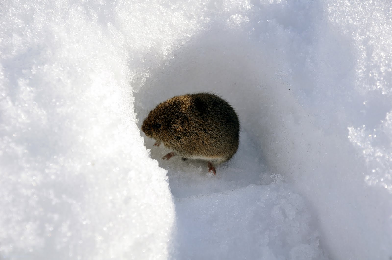Ilyen a természetünk: Pocok Palkó palotája