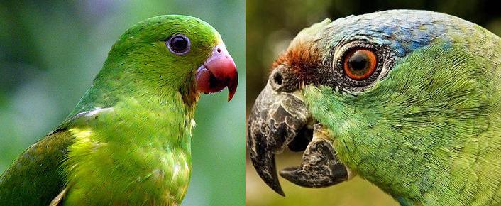 Confissões do Passarinho: A questão do Currupaco: Papagaio ou Maritaca?