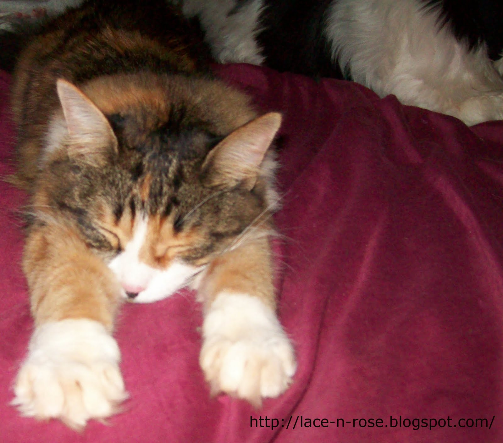 Lace-n-Rose: Cute Little Calico Tiger Cat