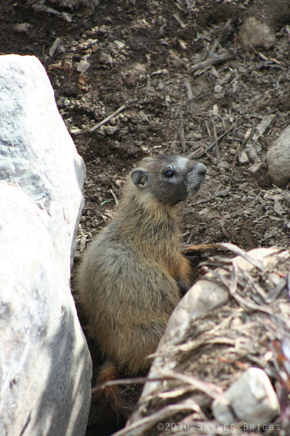Tracks and Scat: Yellow Bellied Marmot