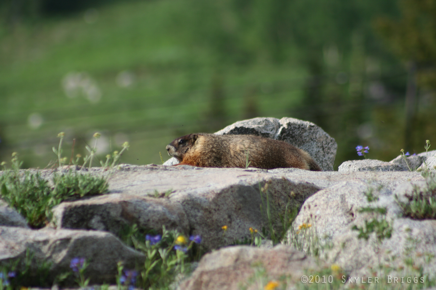 Tracks and Scat: Yellow Bellied Marmot