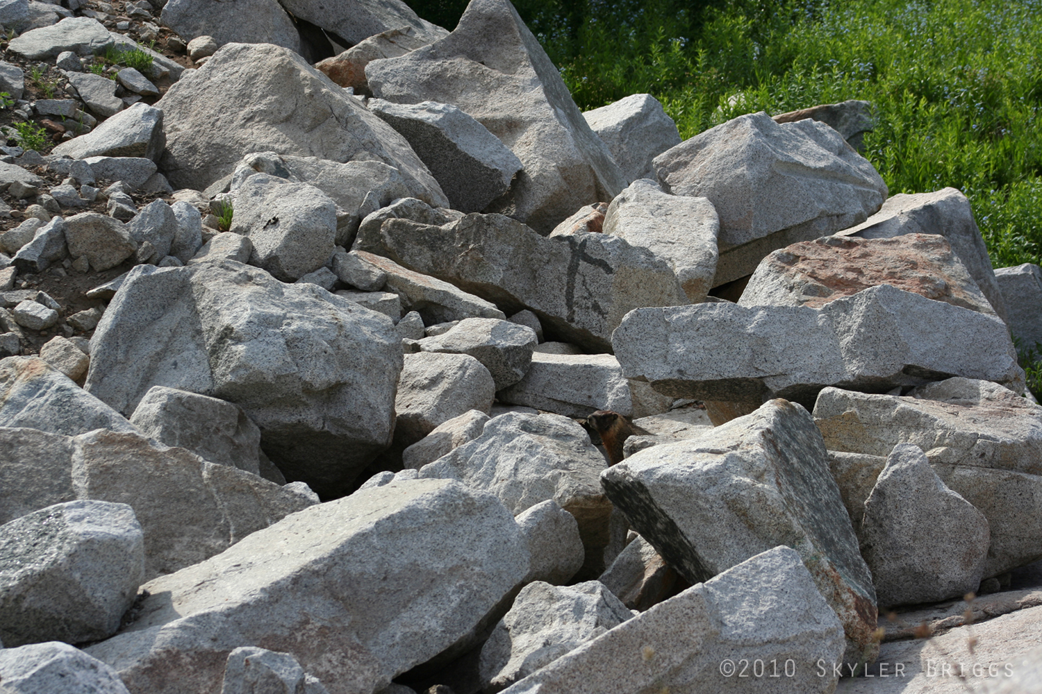 Tracks and Scat: Yellow Bellied Marmot