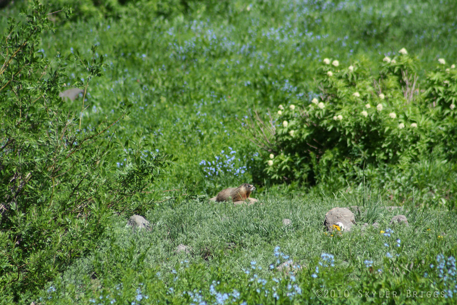 Tracks and Scat: Yellow Bellied Marmot