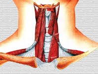MUSCULOS DE CABEZA Y CUELLO: MUSCULOS DE LA LARINGE