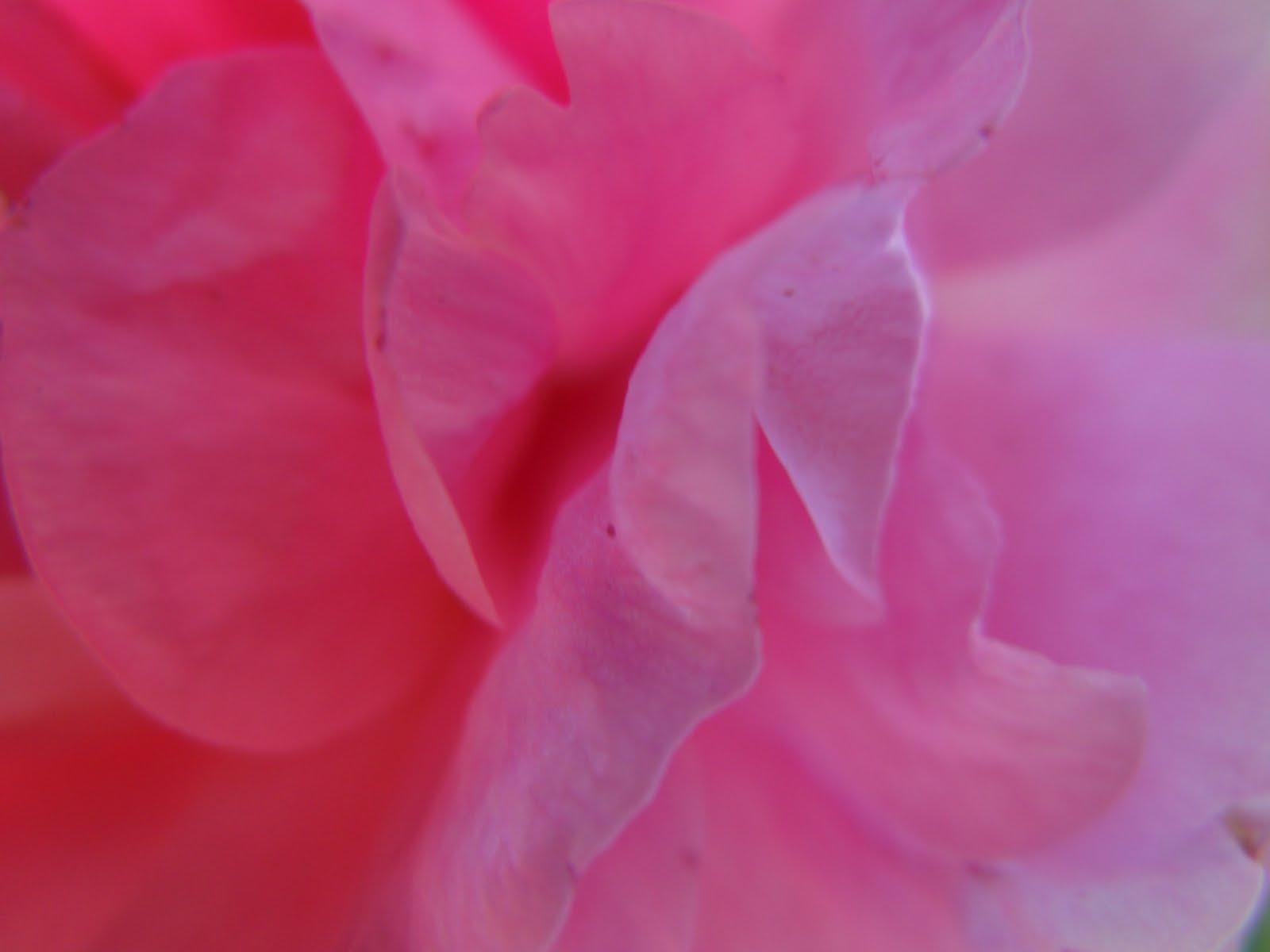 Dandelioness Herbals: HEART ELIXIR