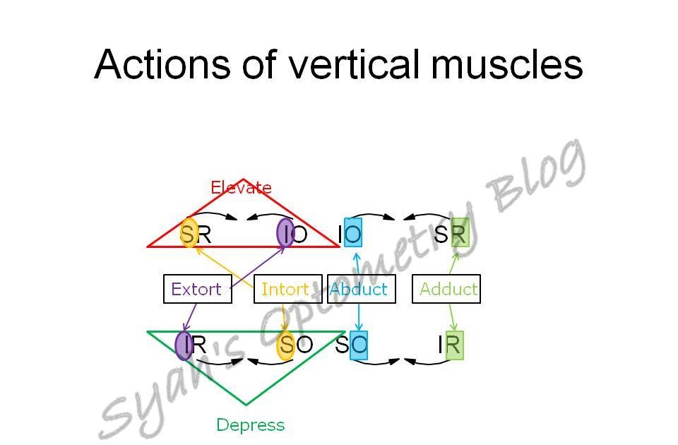 Syah's Optometry Blog: EOM Actions Using Syah's Rule