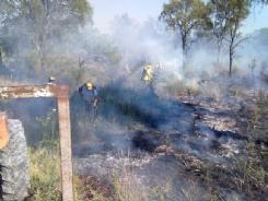 OIDETAM-IAMTEO: DOS MIL HECTAREAS DE PASTO GATTON PANIC SE PERDIERON ...