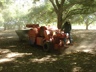 Neighbors: Walnut harvest 3