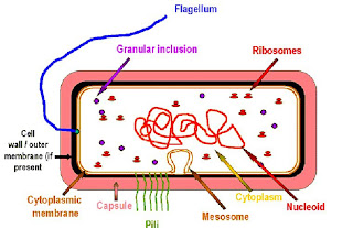 chemistry and microbiology: BACTERIAL STRUCTURE