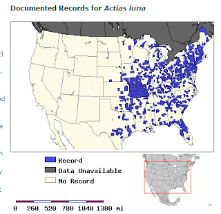 Tidewater Garden Goddess: Luna Moth (Actias luna)