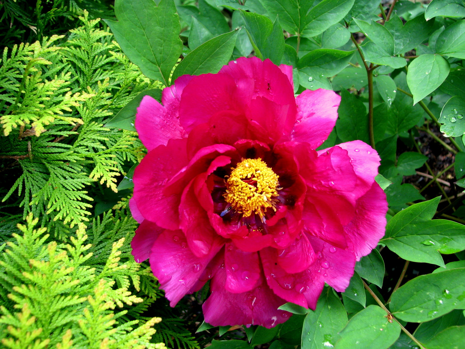 Ask Rosie Beaucoup: Chinese Tree Peony