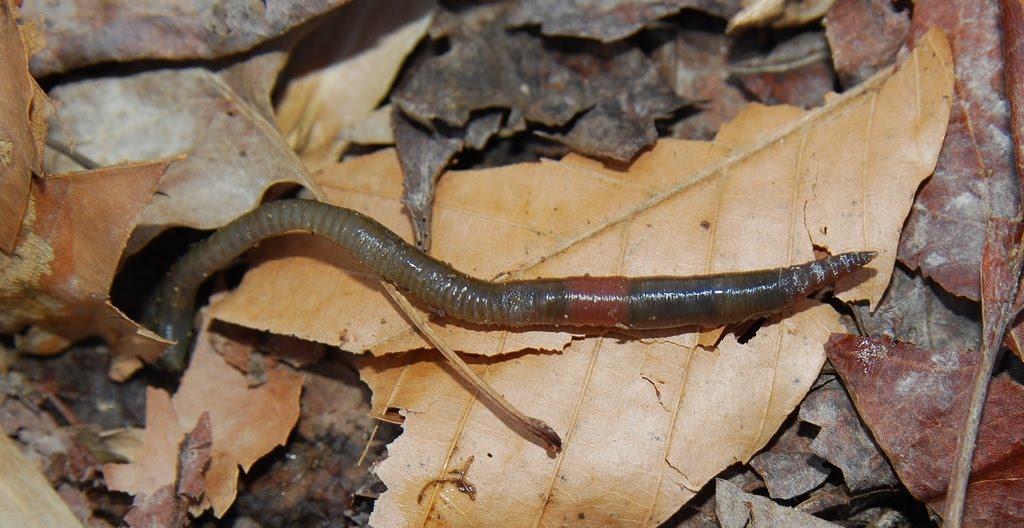 Worms love earth - Earthworms & their soil: Allolobophora chlorotica