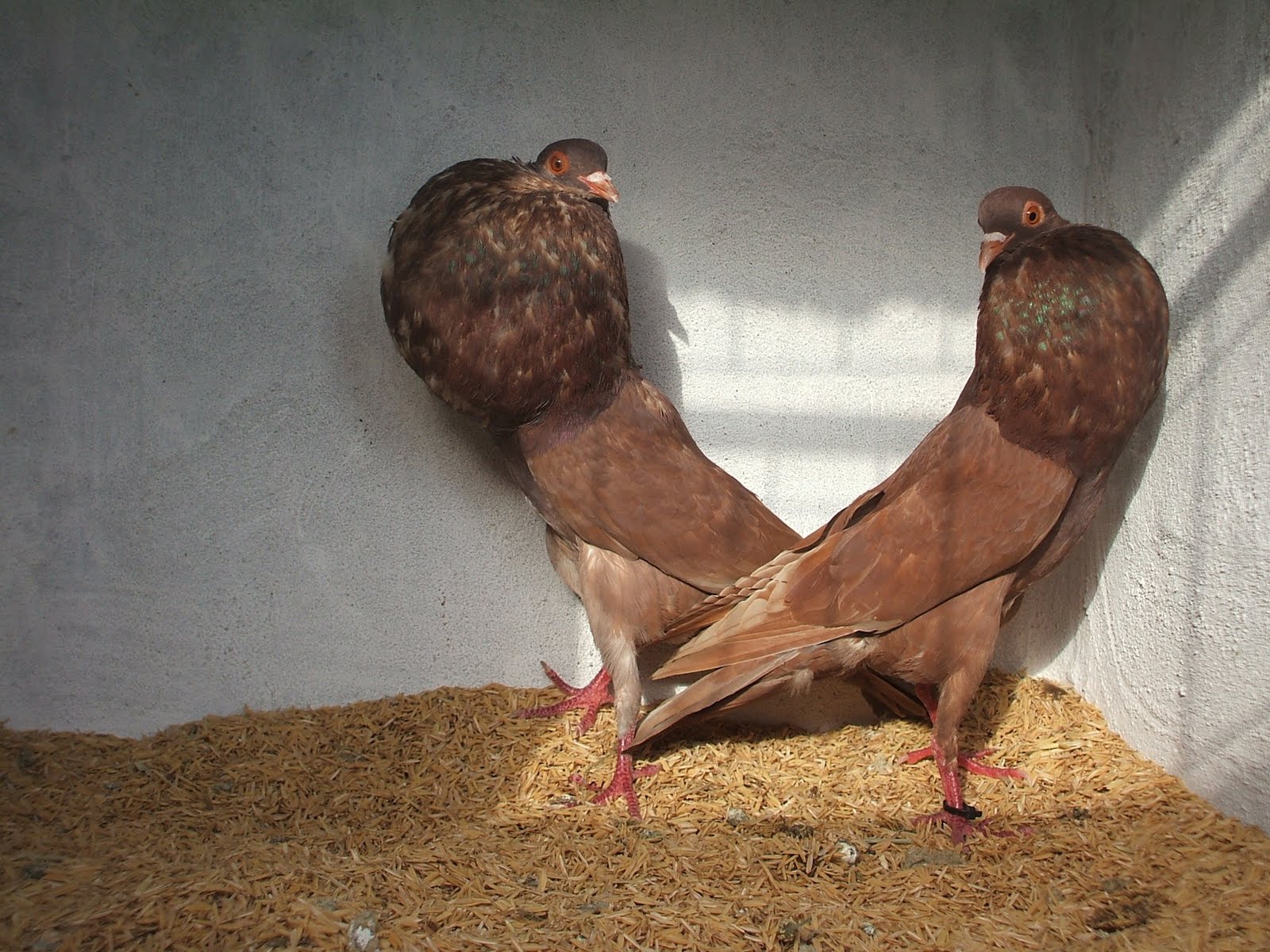 AVES DE RAZA: PALOMAS