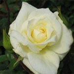 Smaller is more Beautiful - Gardens