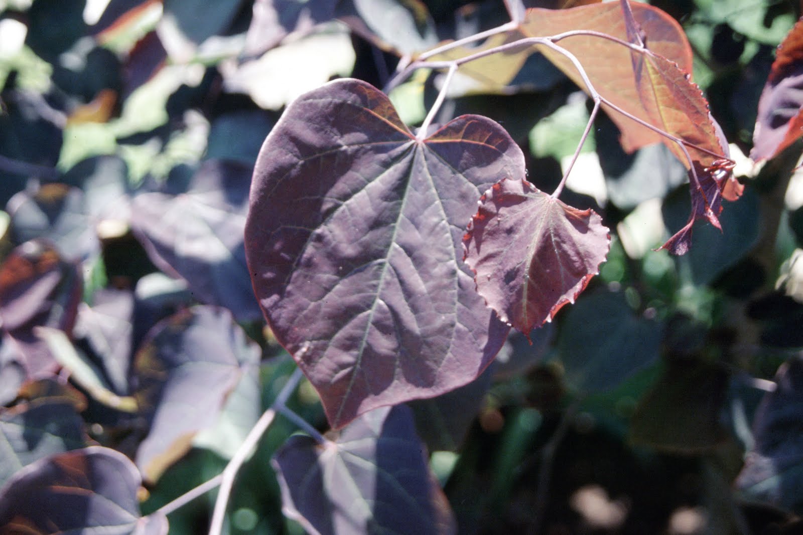 The 'Forest Pansy' Redbud Tree