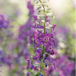 Cool Review About Angelonia Deer Resistant