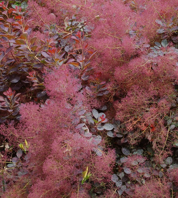 'Smoke Bush' Steals the Show