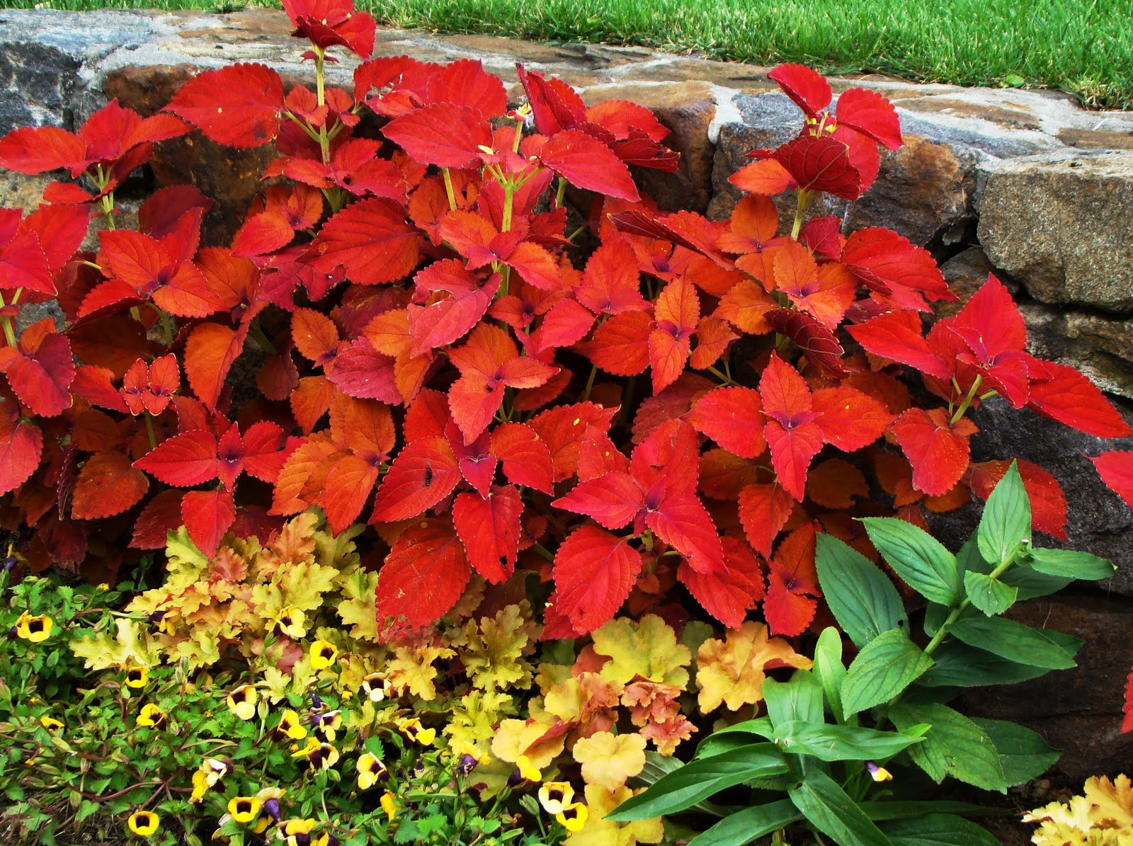 A Reliable Stunner : Coleus